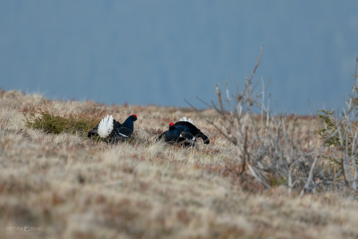 Tetřívek obecný - Tetrao tetrix - Tetrov hoľniak - Stránky 4 - WILDLIFE ...