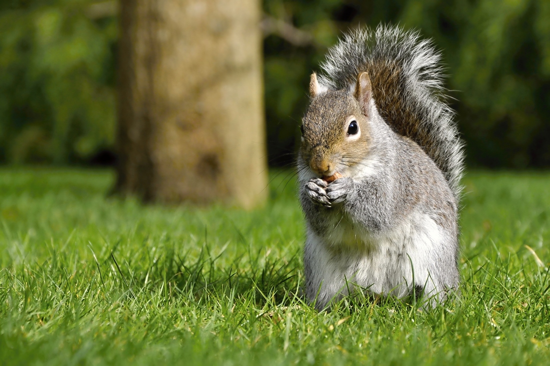 Lesná zver | MTBIKER Fórum - Slovenský bike web